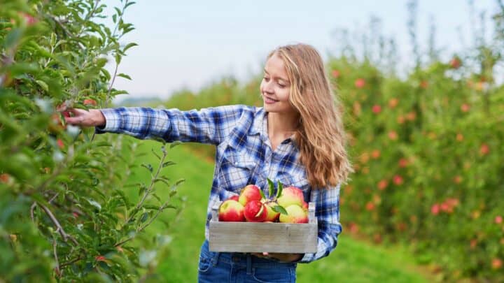 13 Tips on How to Get the Most Out of Fruit Picking Season : At the ...