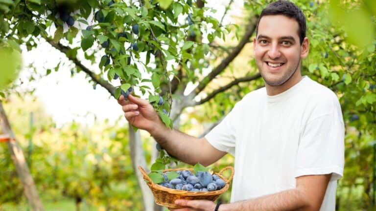 13 Tips on How to Get the Most Out of Fruit Picking Season : At the ...