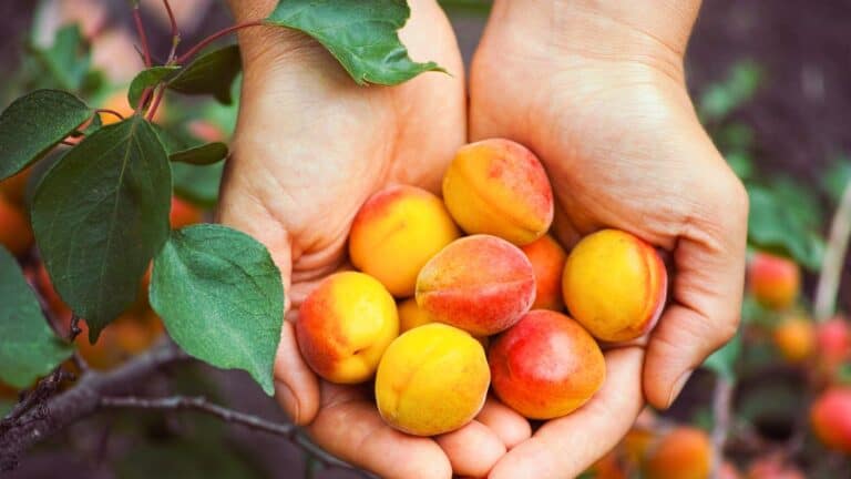 12 Seasonal Fruits to Harvest for Every Month of the Year
