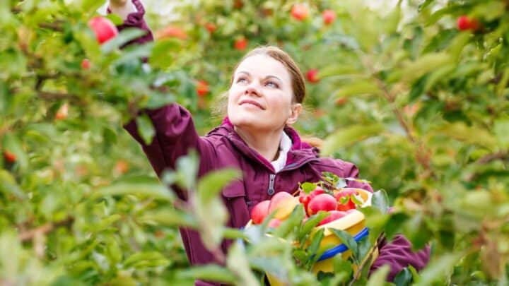 12 Seasonal Fruits to Harvest for Every Month of the Year