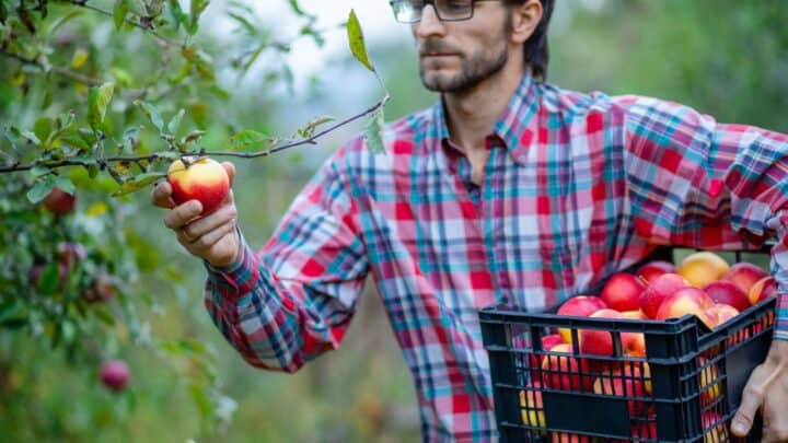 10 Sustainable Fruit Picking Practices to Protect the Environment